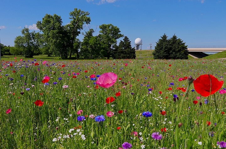 Wildflowers In Normandy | Best Flower Site