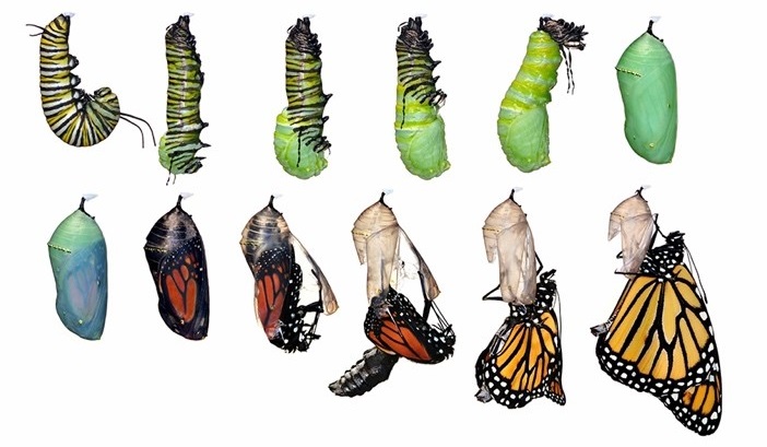 Life Cycle Of A Monarch Butterfly Timeline